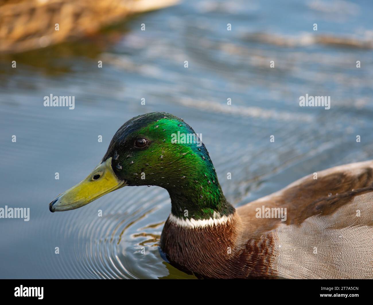 portrait of a wild male mallard floating on the water Stock Photo - Alamy