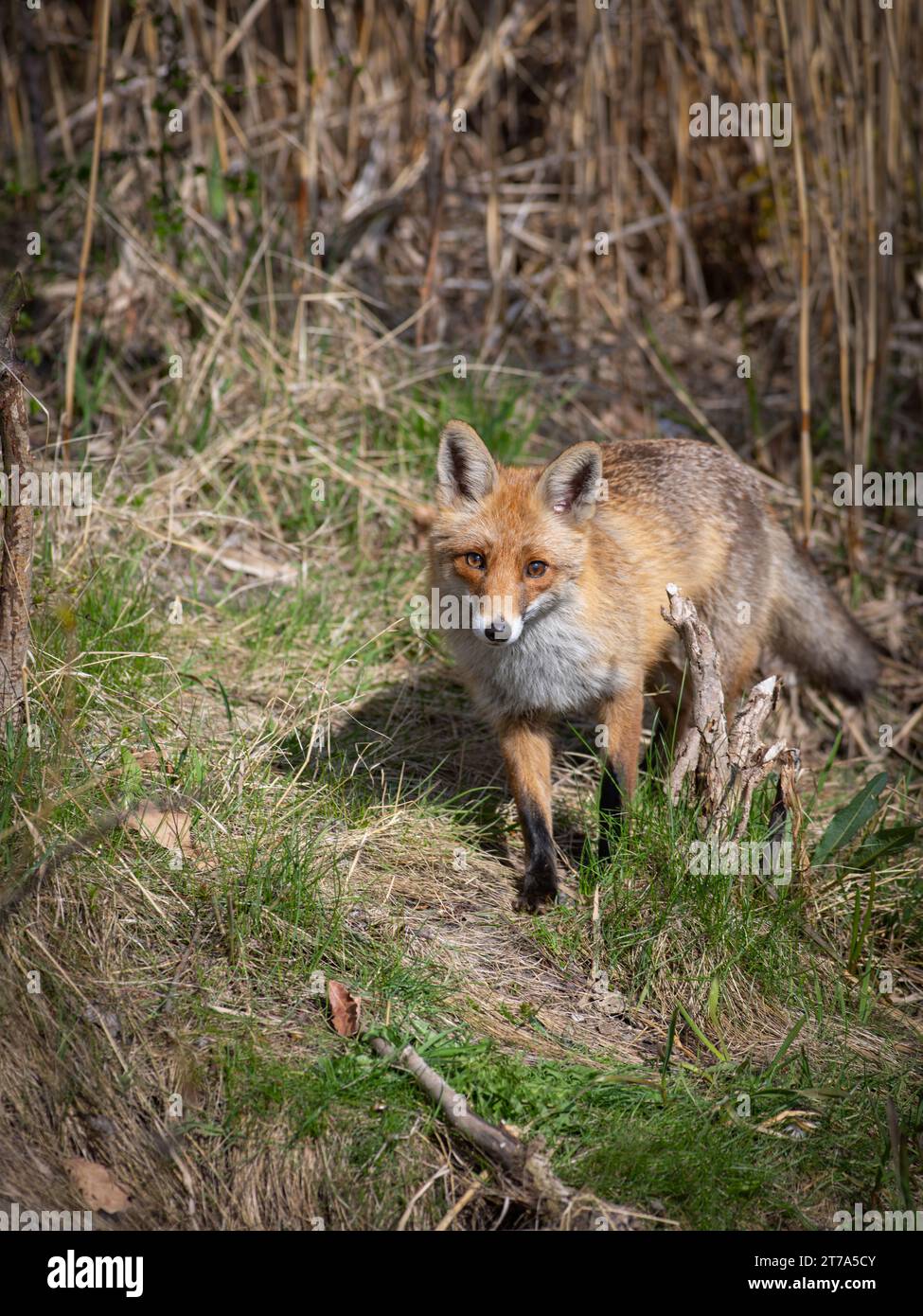 Red fox in reeds hi-res stock photography and images - Alamy