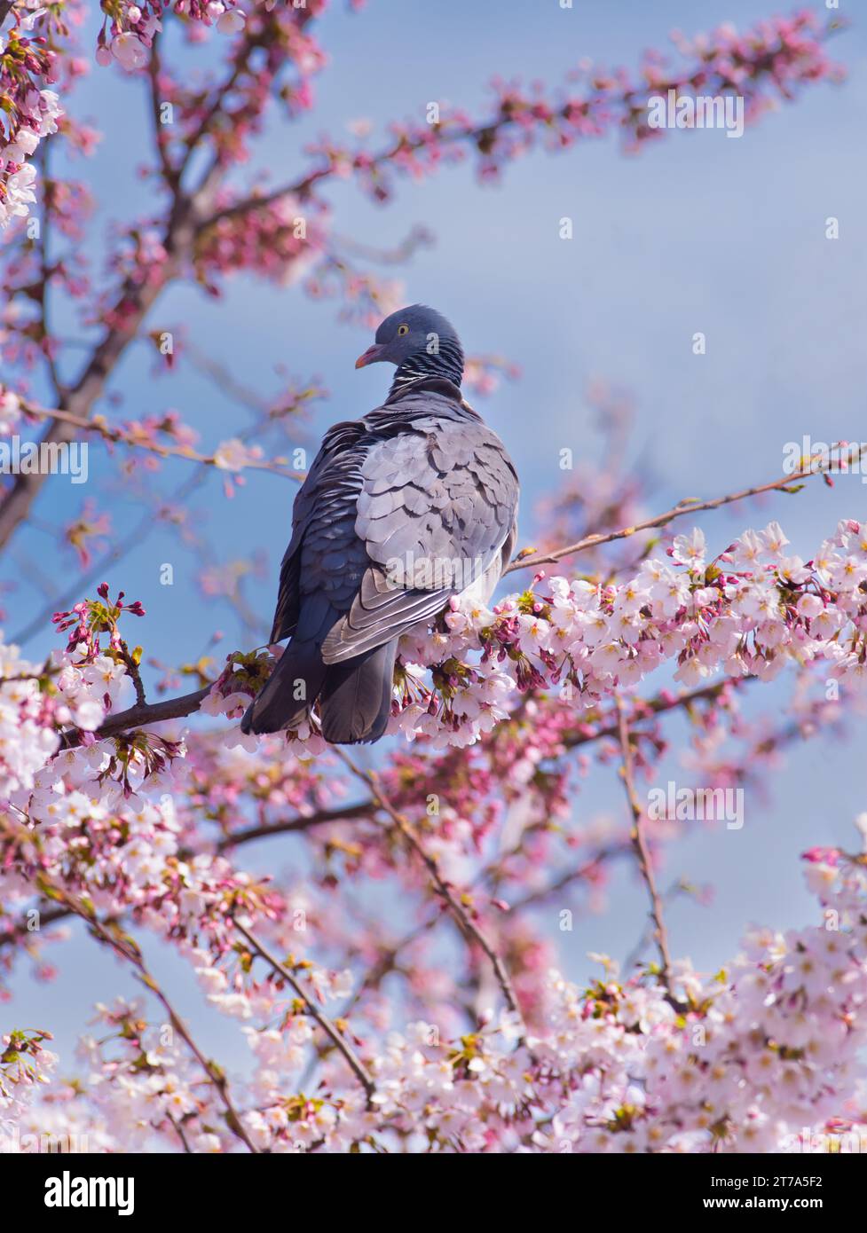 Japanese wood pigeon hi-res stock photography and images - Alamy