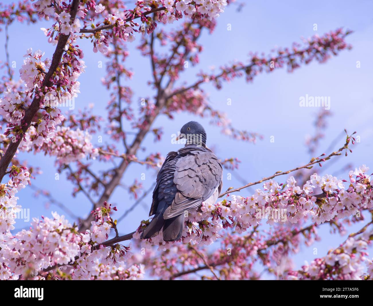 Japanese wood pigeon hi-res stock photography and images - Alamy