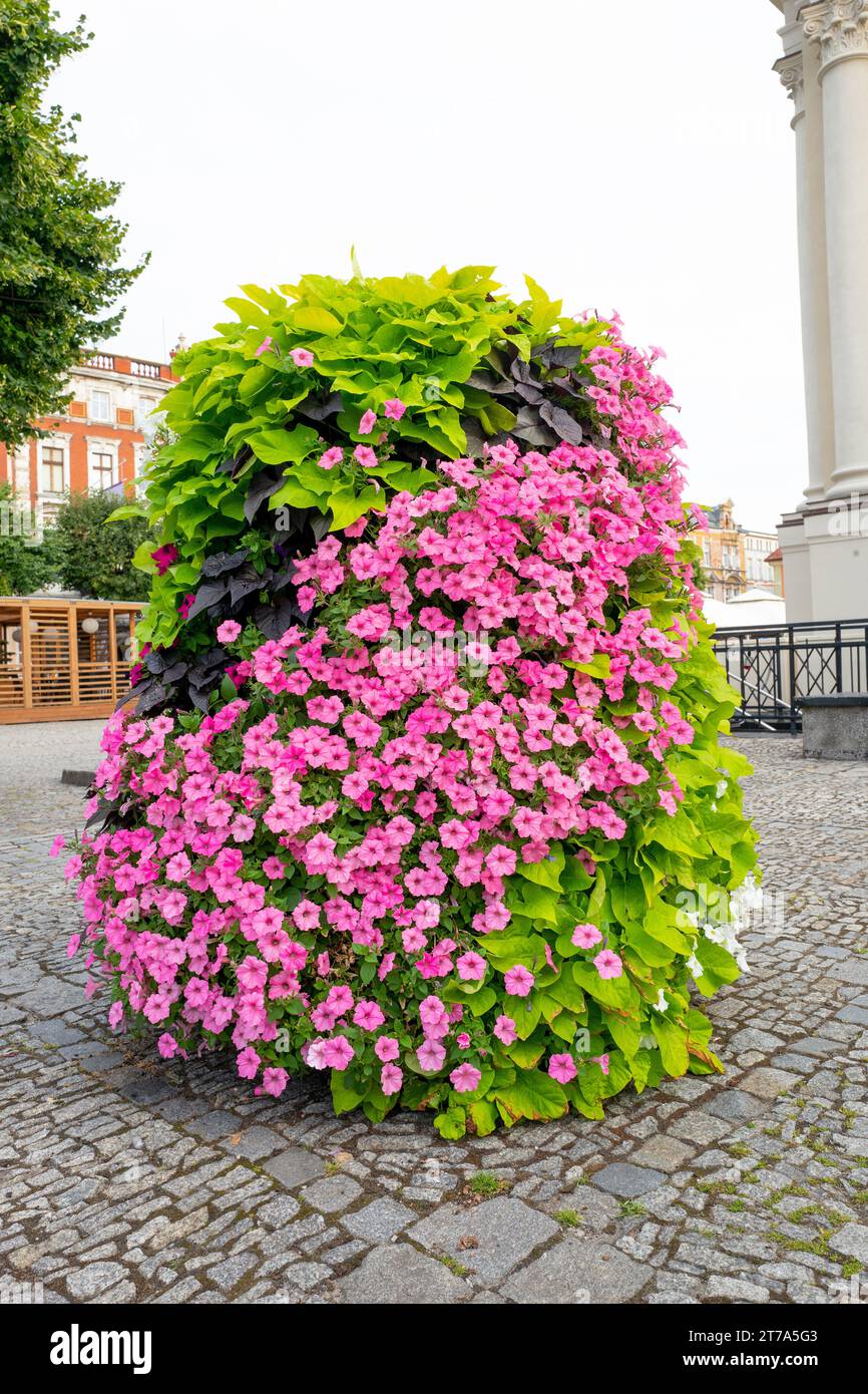 flower arrangement of pink petunia in cascade in cityscape Stock Photo ...