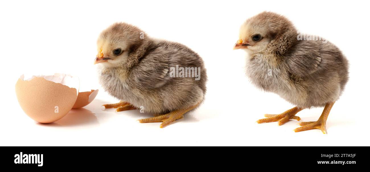 Cute little chicken with eggshell isolated on white background Stock ...