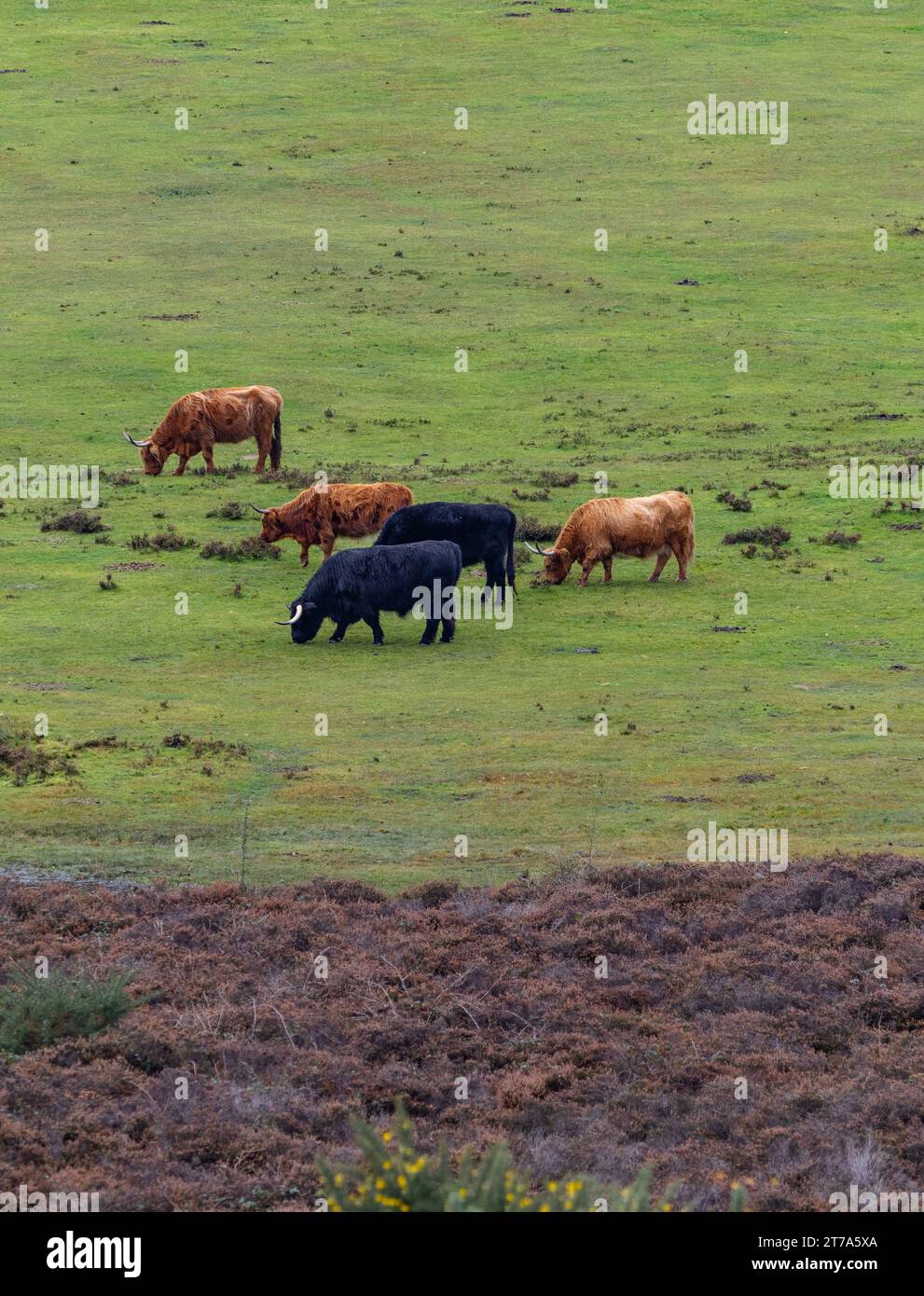 Views and walks around brockenhurst new forest hampshire active60 ...