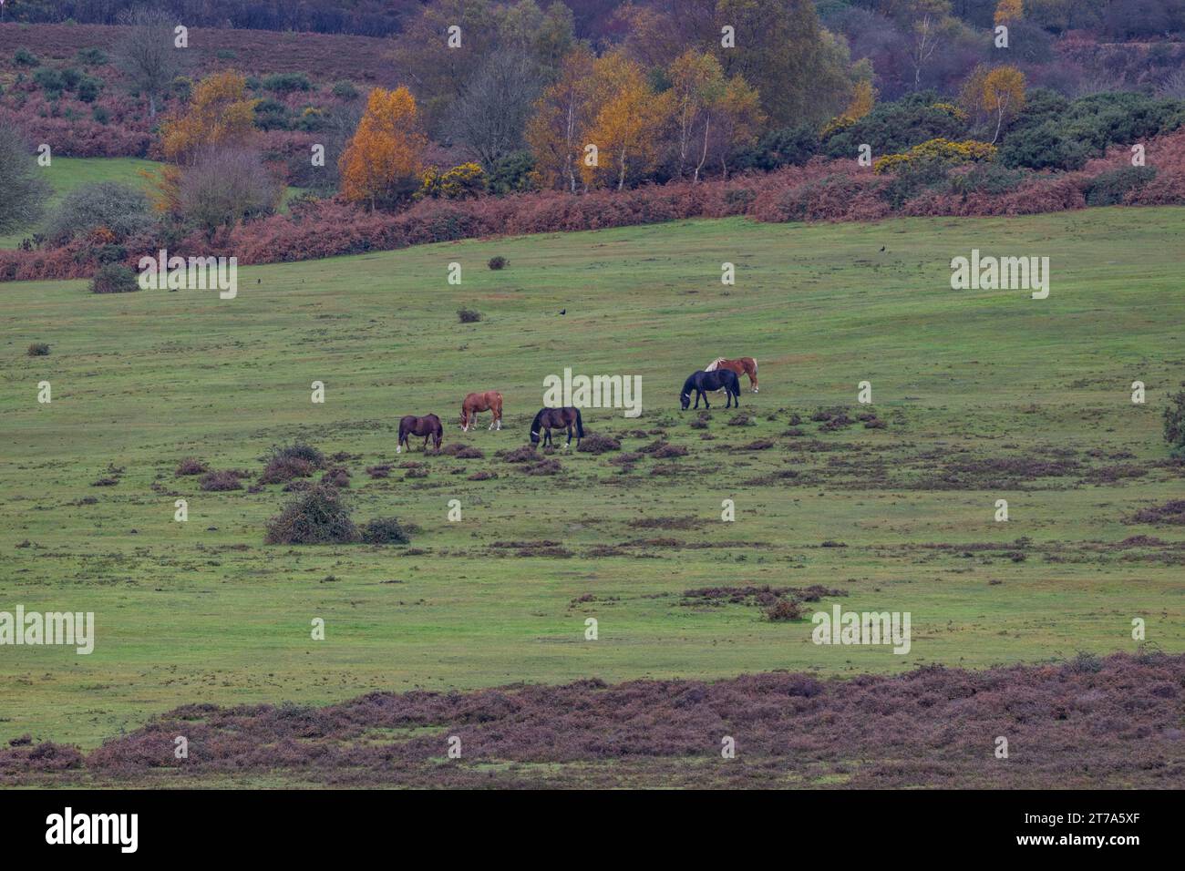Views and walks around brockenhurst new forest hampshire active60 ...