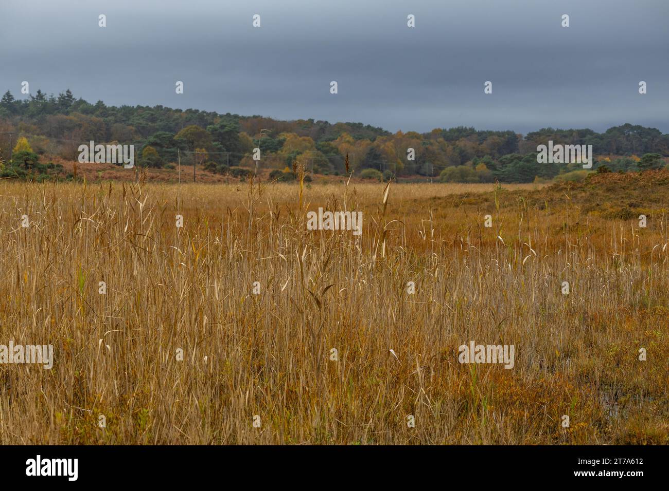 Views and walks around brockenhurst new forest hampshire active60 ...