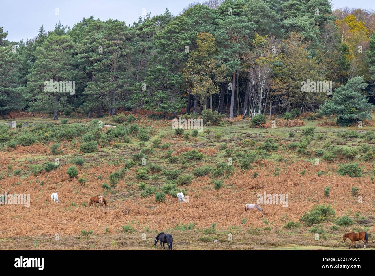 Views and walks around brockenhurst new forest hampshire active60 ...