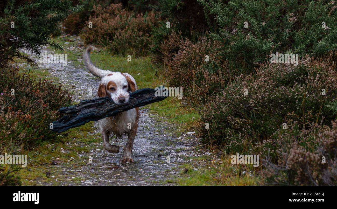 Views and walks around brockenhurst new forest hampshire active60 ...