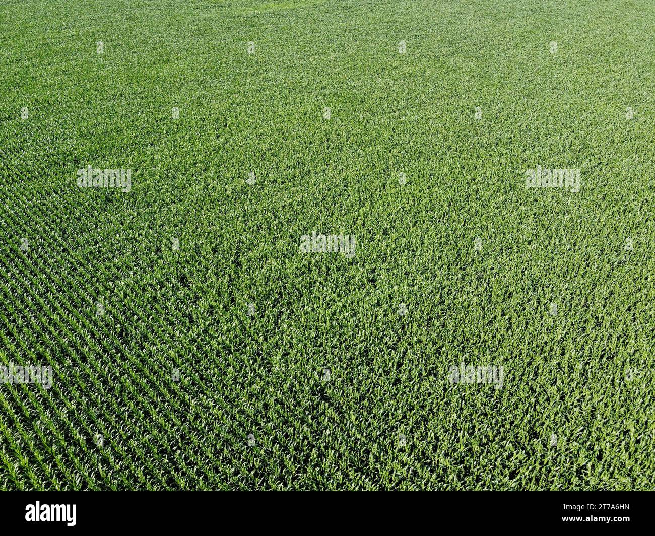 Extensive corn fields, top view. Green farm fields, landscape Stock ...