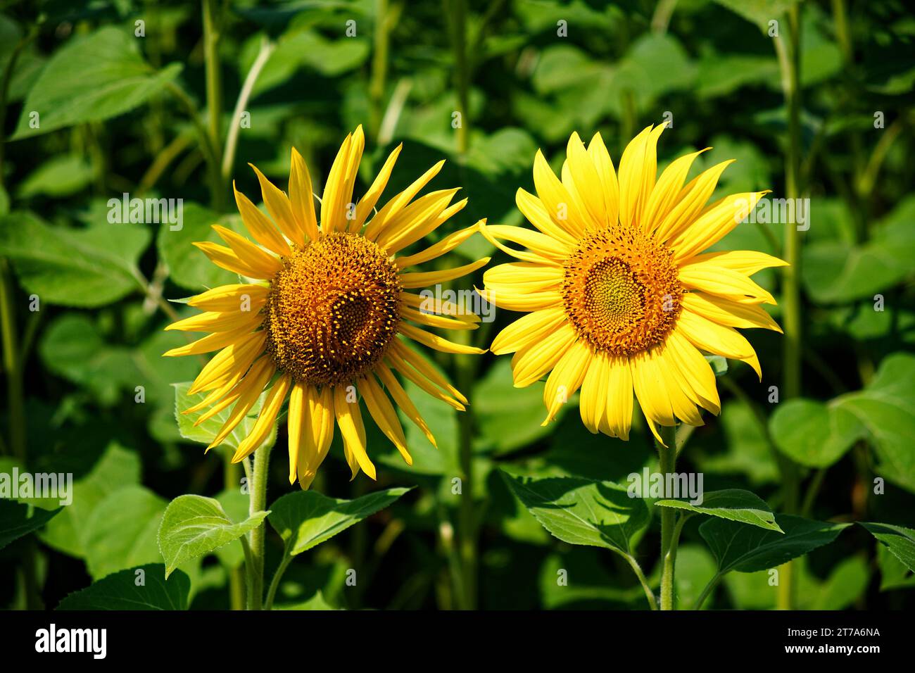 Nature's radiance is on display as two vibrant sunflowers stand tall ...