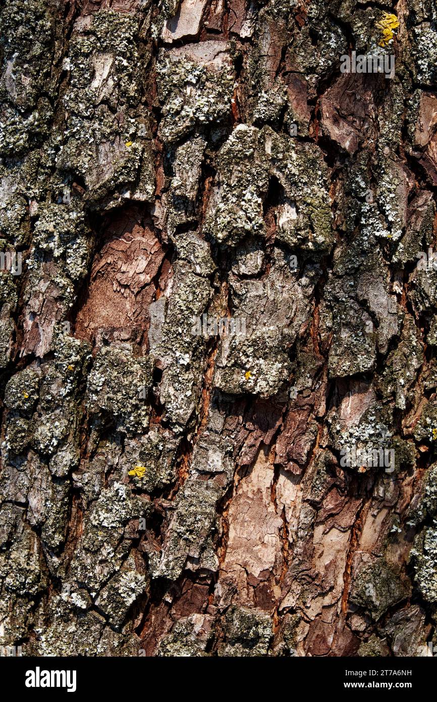 Nature's artistic touch is evident in this close-up view, which ...