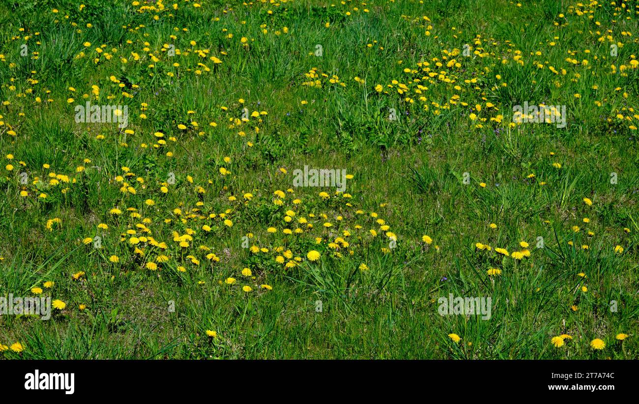 Yellow dandelions in bloom hi-res stock photography and images - Alamy