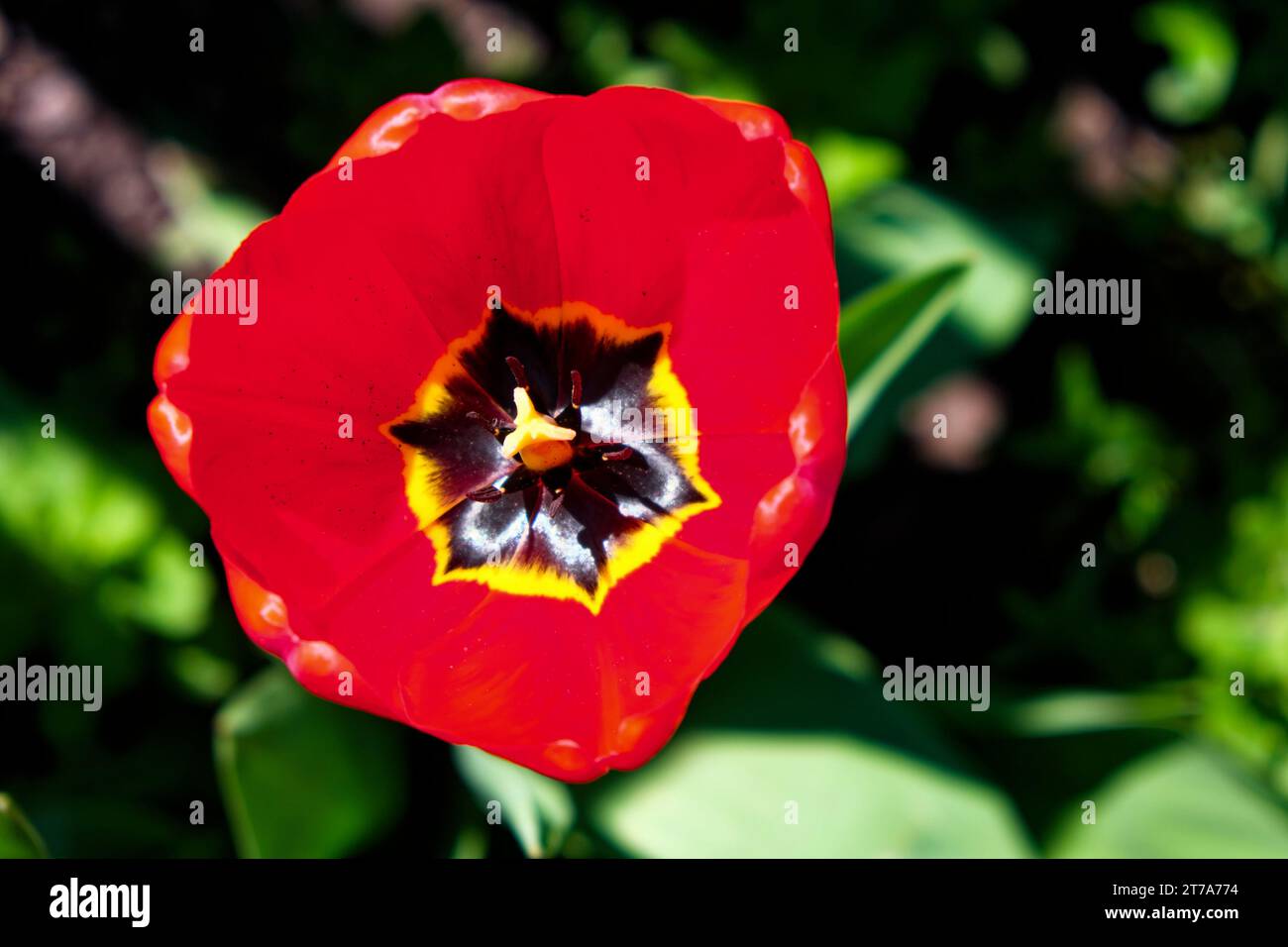 A close-up photo of a red tulip with a black and yellow center Stock ...