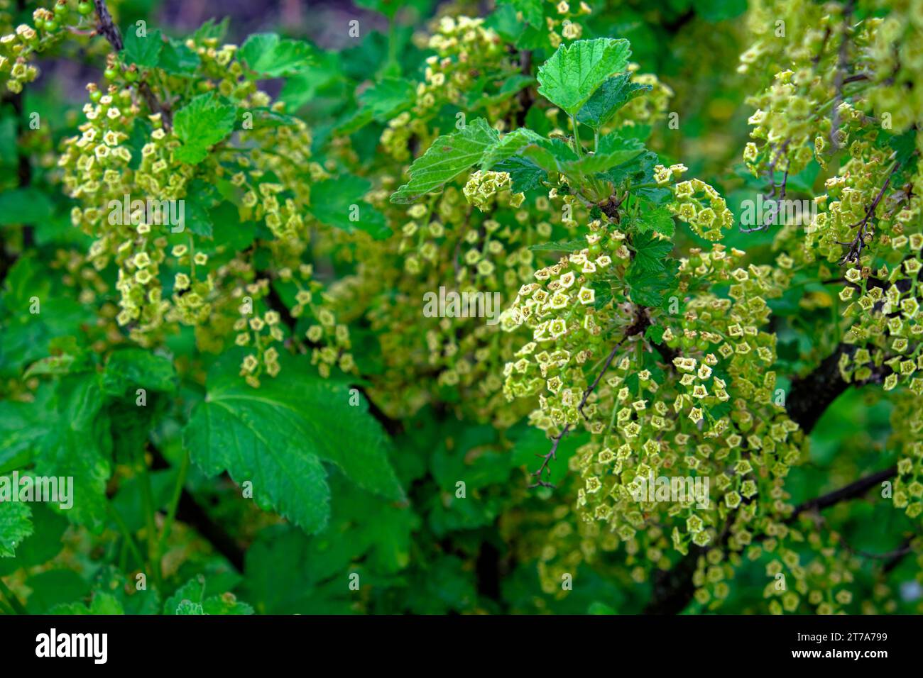 A photo of green leaves and yellow flowers on a bush. Branches of a ...