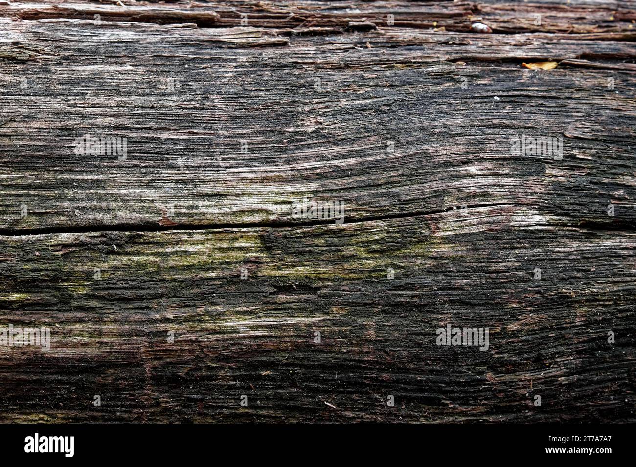 A close-up view of a tree bark with a rough texture. Old rotten wood as ...