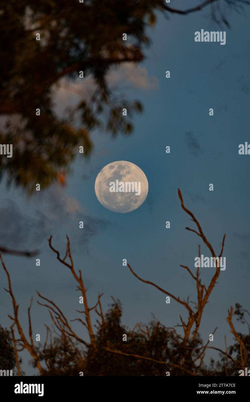 A majestic full moon is visible through a silhouetted canopy of trees ...