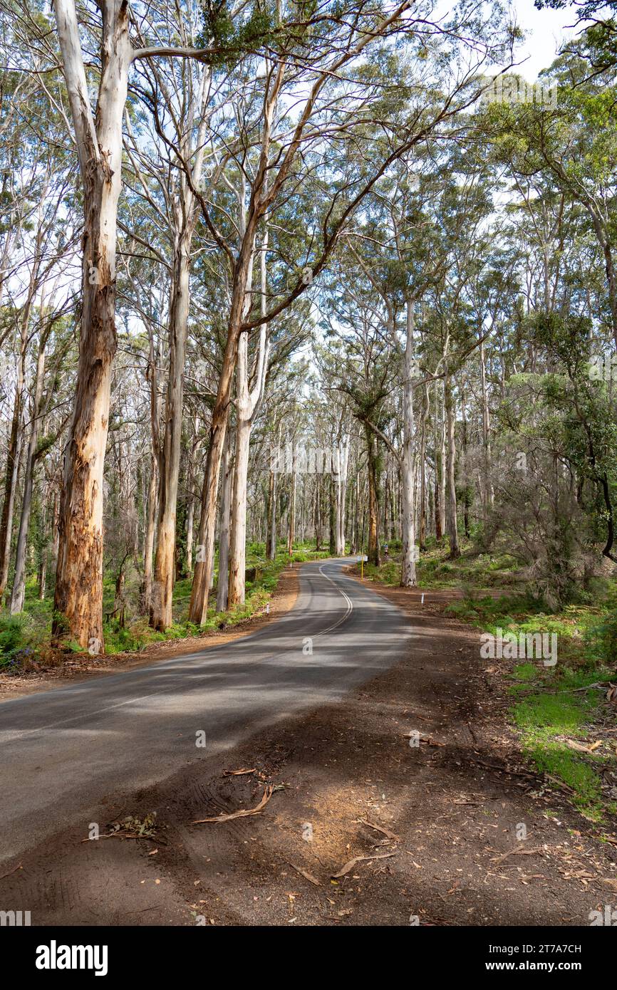 A scenic, winding road stretches out before the viewer, lined with tall ...