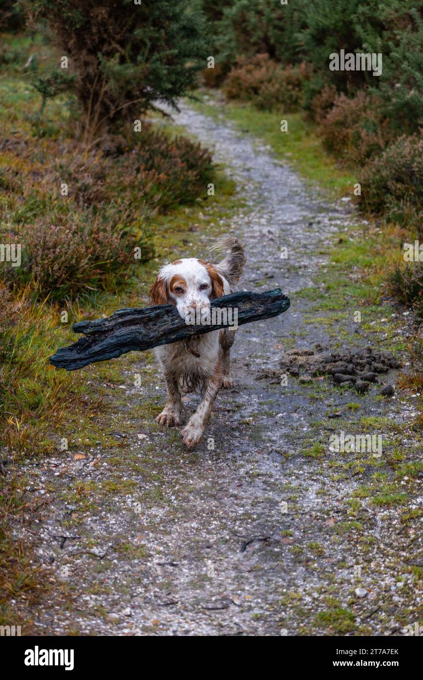 Views and walks around brockenhurst new forest hampshire active60 ...