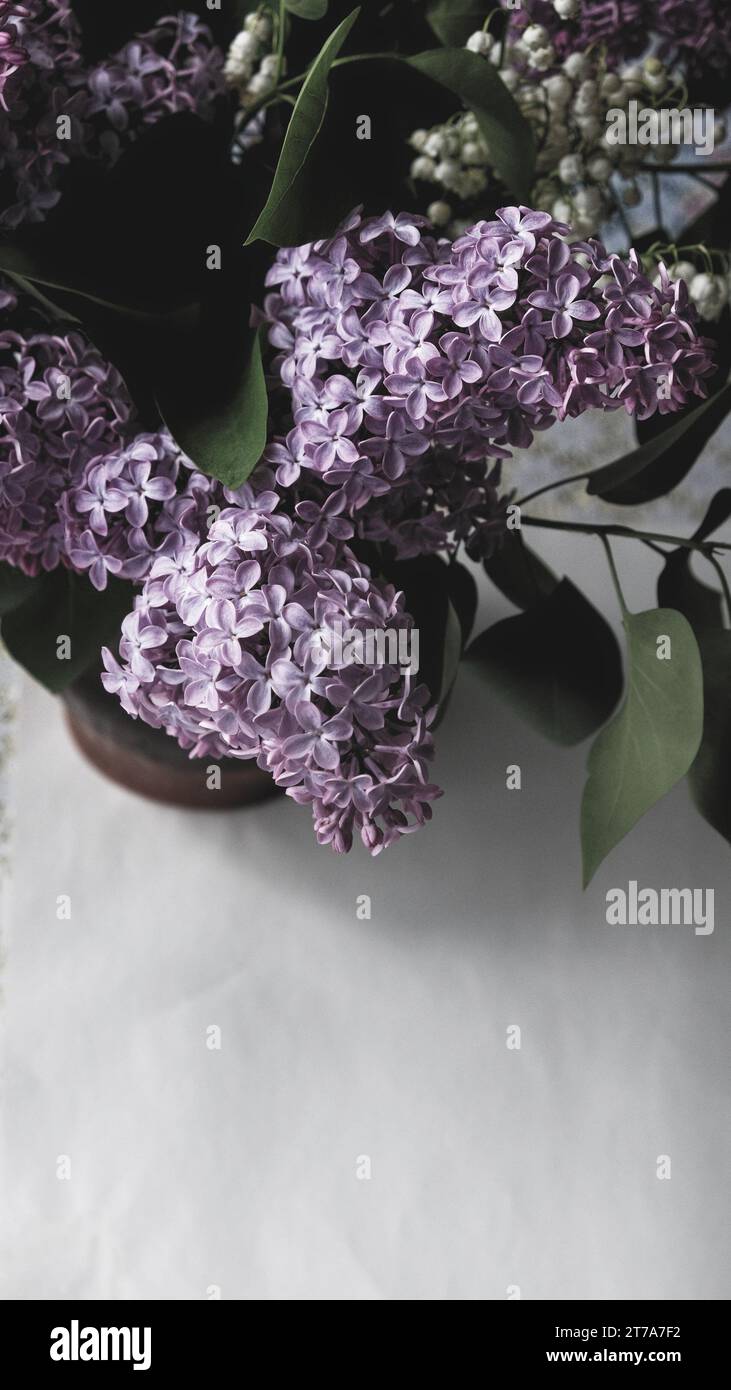 A photo of a potted lilac plant with vibrant purple flowers and lush ...