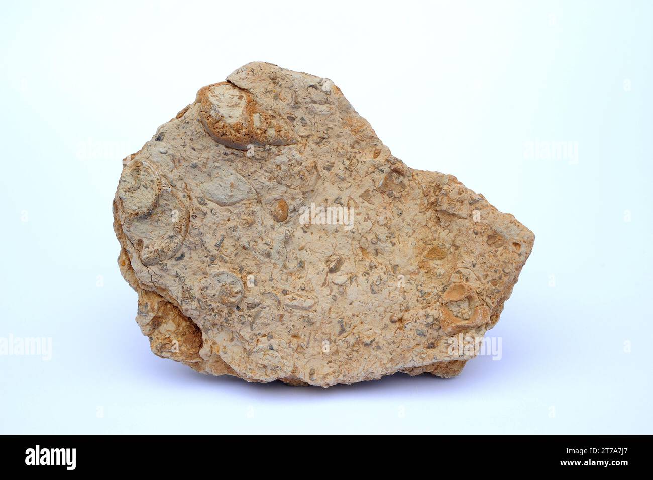 Limestone (carbonate sedimentary rock) with skeletal fragments of ...