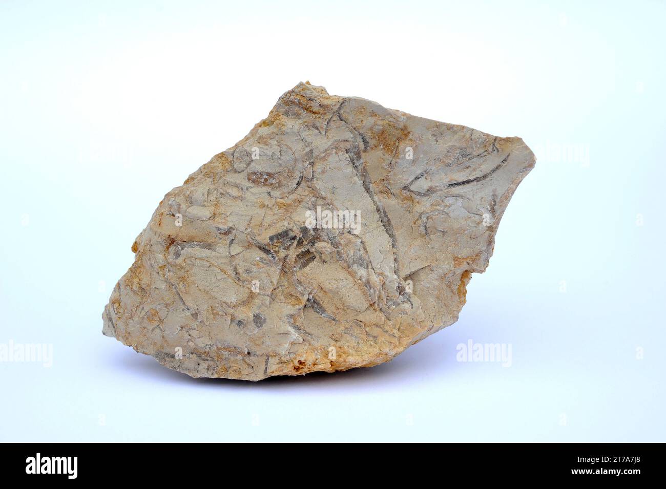 Limestone (carbonate sedimentary rock) with calcite veins. Sample Stock ...