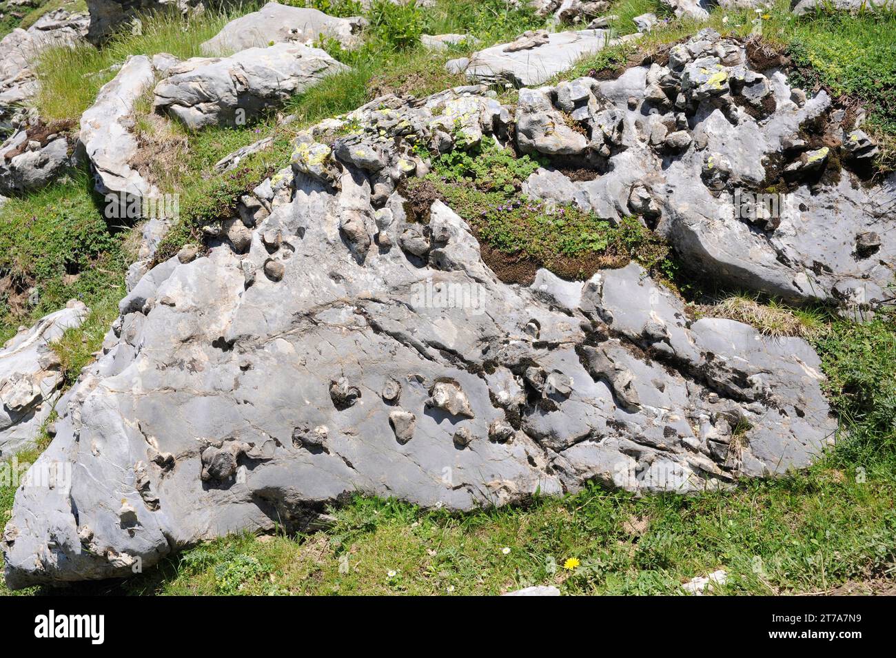 Limestone (carbonate sedimentary rock) with silex nodules. This photo ...
