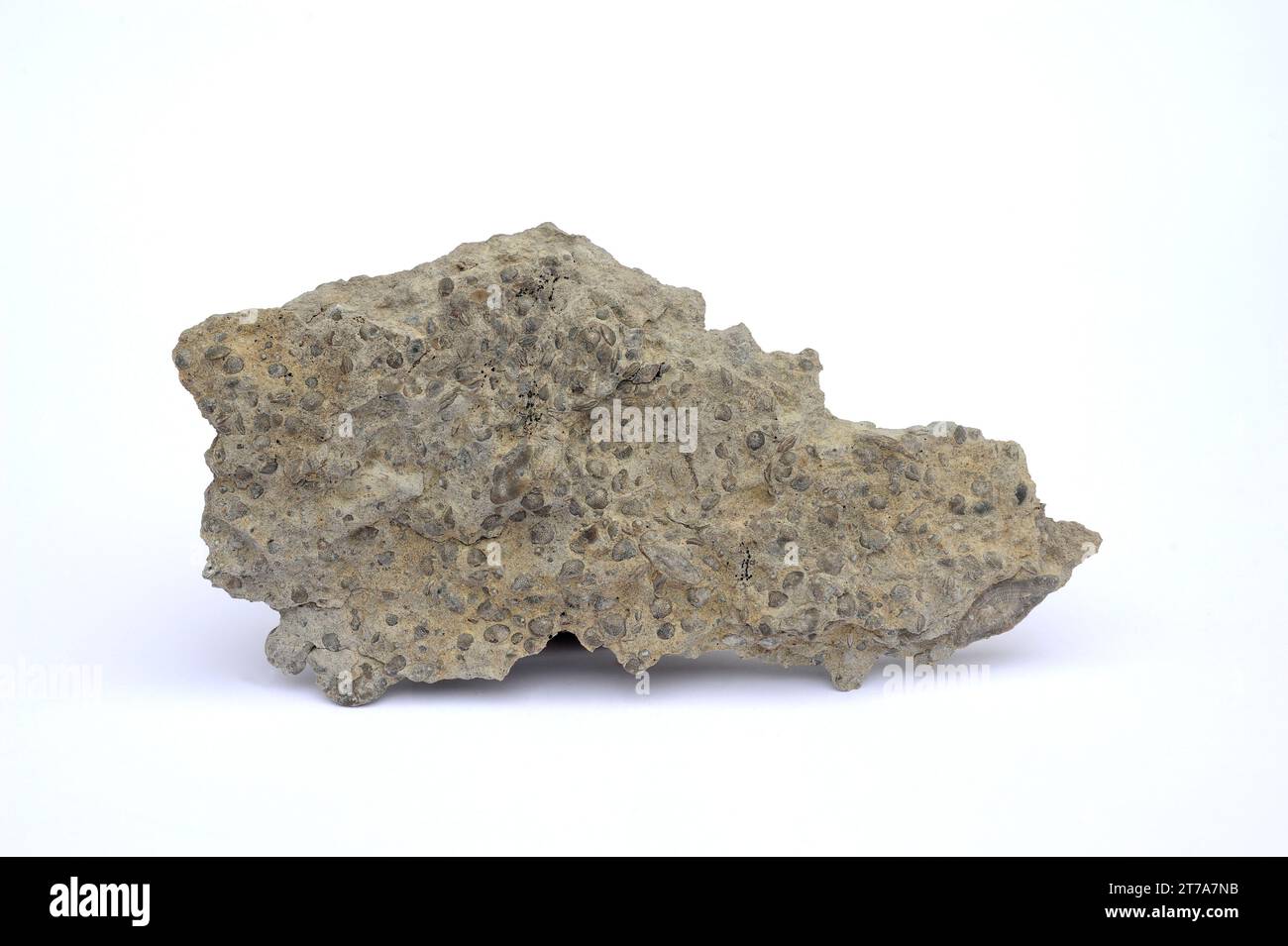 Nummulitic limestone (fossils). This sample comes from Tavertet ...