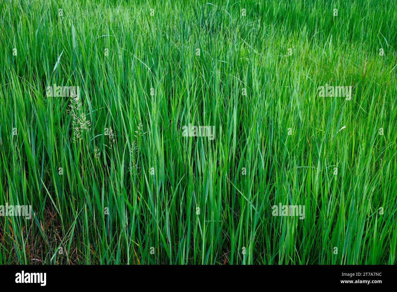A field of tall green grass. Thickets of steppe grasses as a background ...