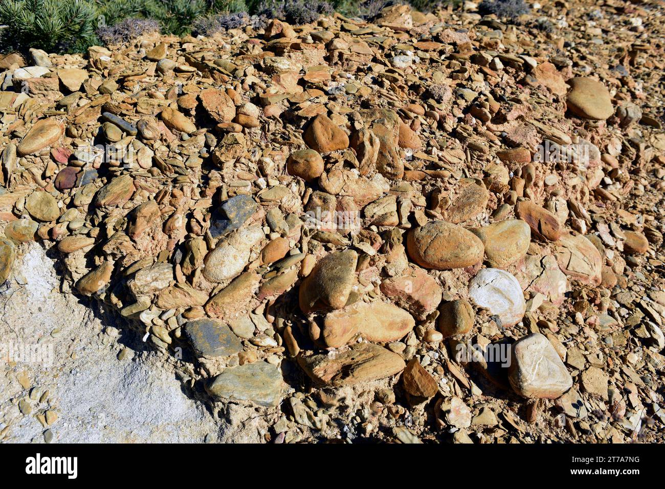 Conglomerate is a clastic sedimentary rock. This sample contains a ...