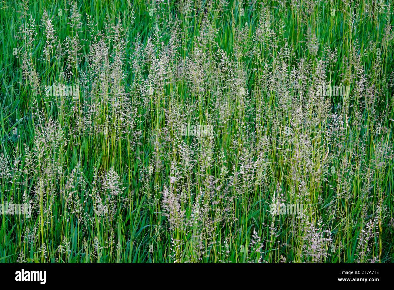 A dense expanse of grass in varying shades of green Stock Photo - Alamy