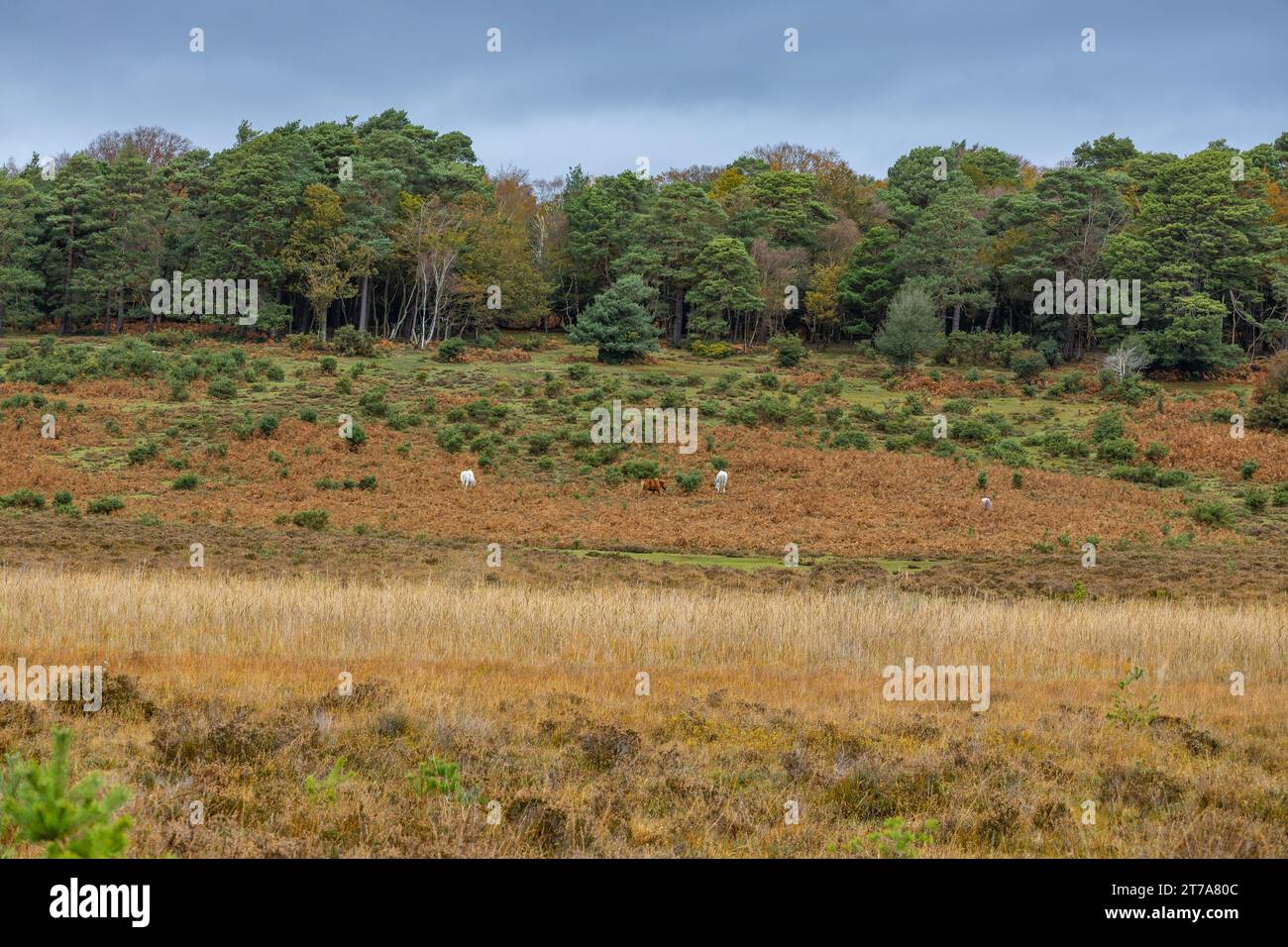 Views and walks around brockenhurst new forest hampshire active60 ...