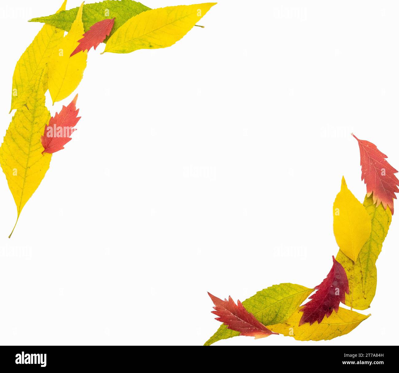 An artistic arrangement of autumn foliage creating a frame on a white ...