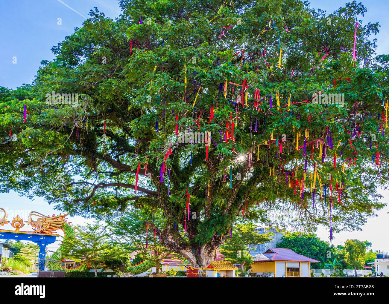 The wishing tree for fulfilling the prayers of the visitors to the ...