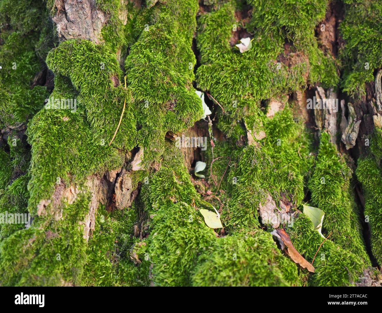 Woodland texture hi-res stock photography and images - Alamy