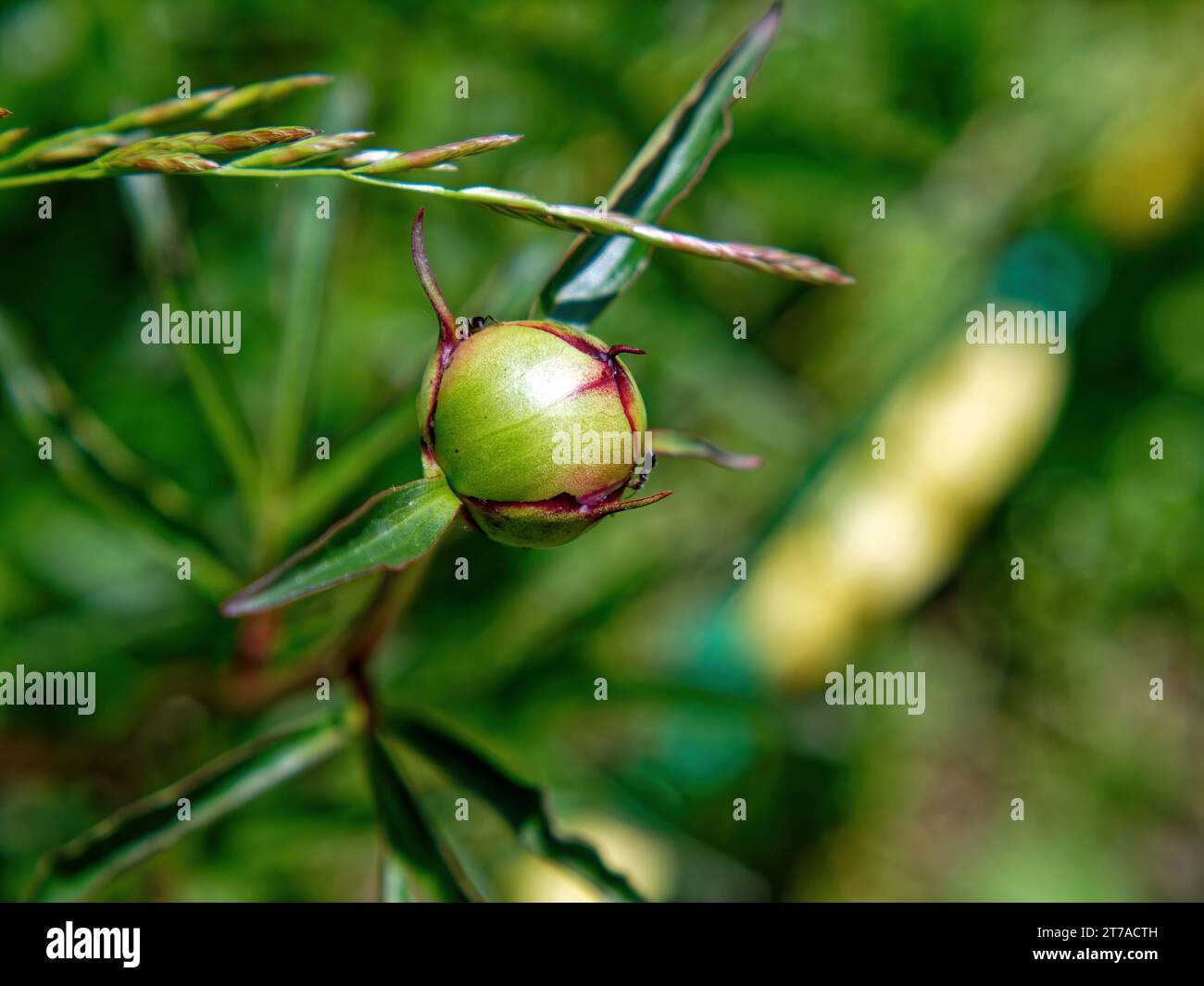 Unbloomed peony flowers in the garden, in summer Stock Photo - Alamy