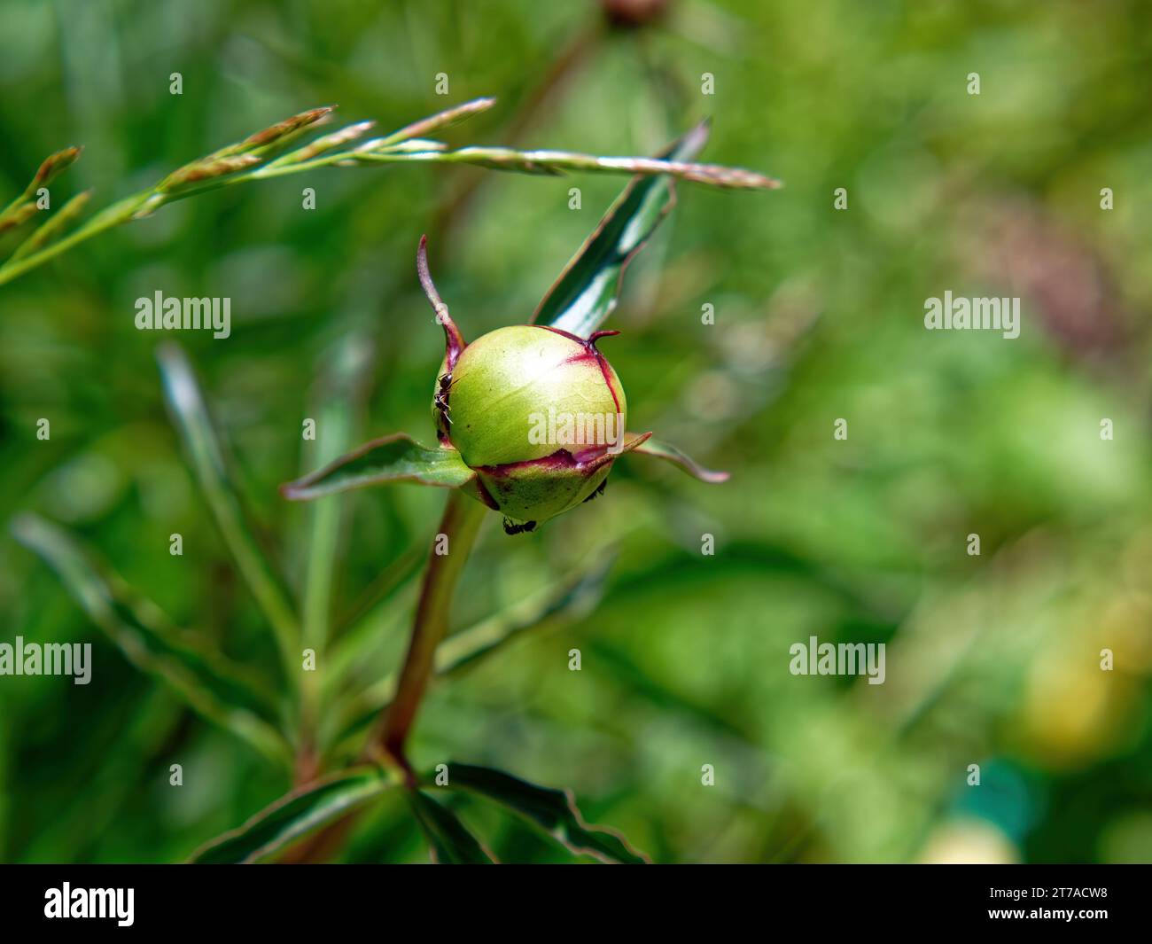 Unbloomed peony flowers in the garden, in summer Stock Photo - Alamy