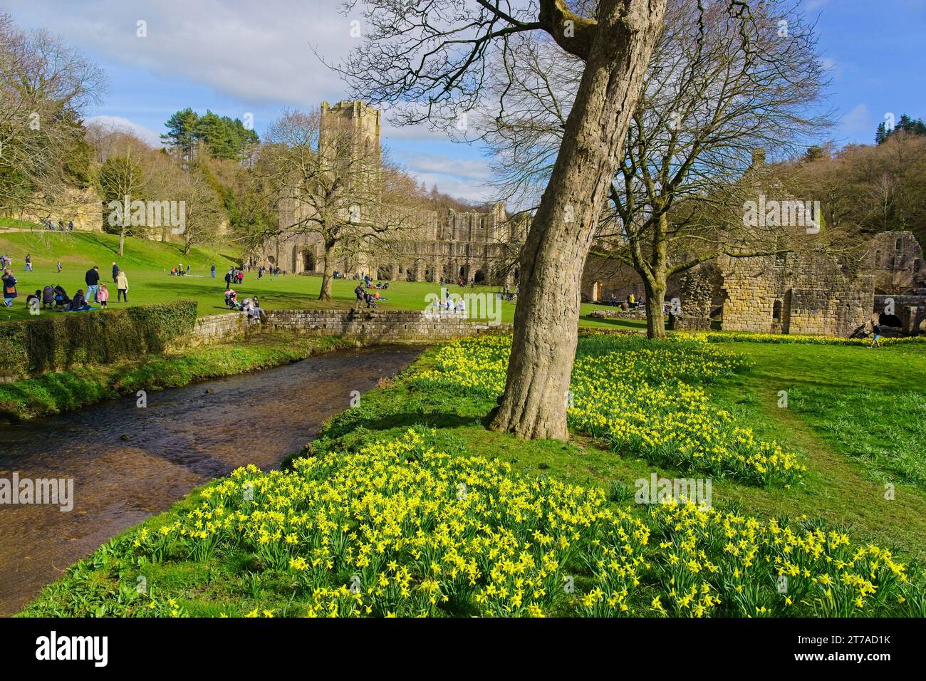 Large flower bed brimming with daffodils in the springtime, with the ...