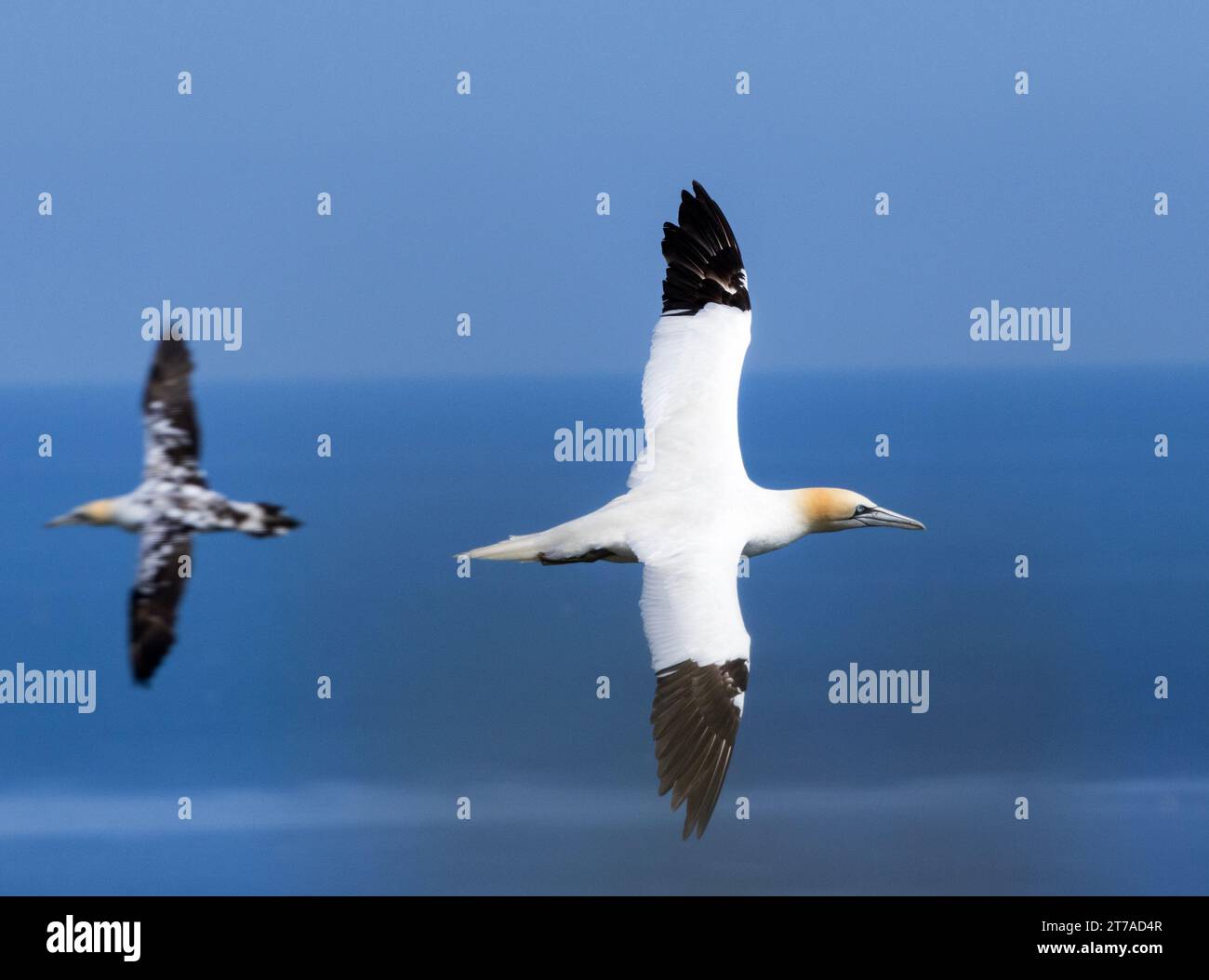 An adult Gannet flies along the cliff face as it gauges the wind before ...