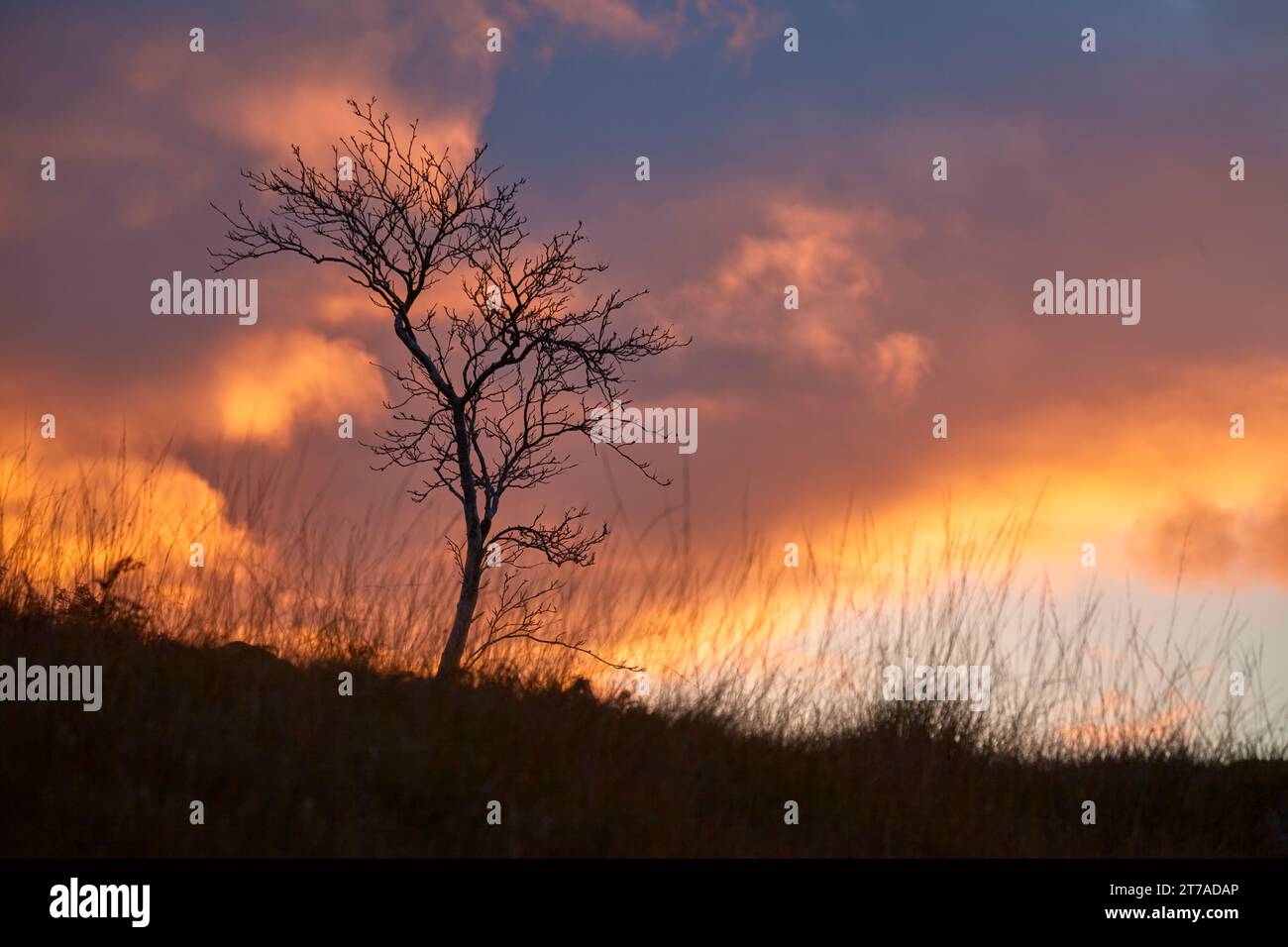 Lone tree at sunset in the Scottish Highlands Stock Photo - Alamy