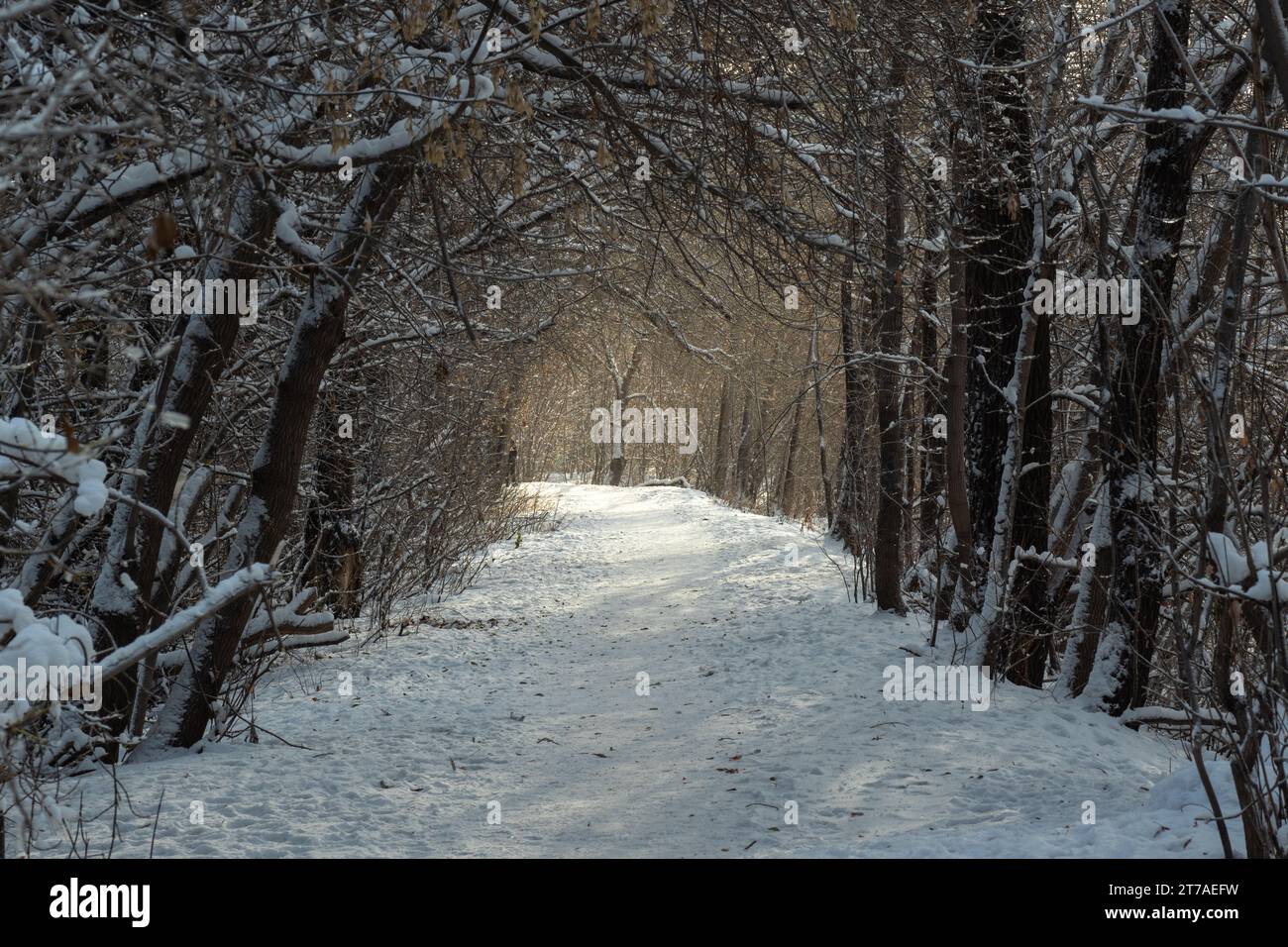 A snow-covered forest road, an arch of snow-covered trees, a tunnel. Natural unusual background ...
