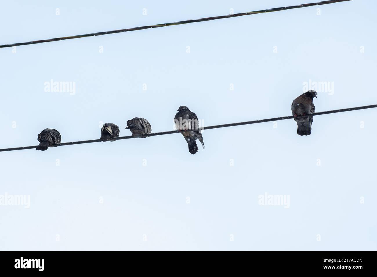 Wet frozen hungry birds pigeons sitting on electric wires after rain ...