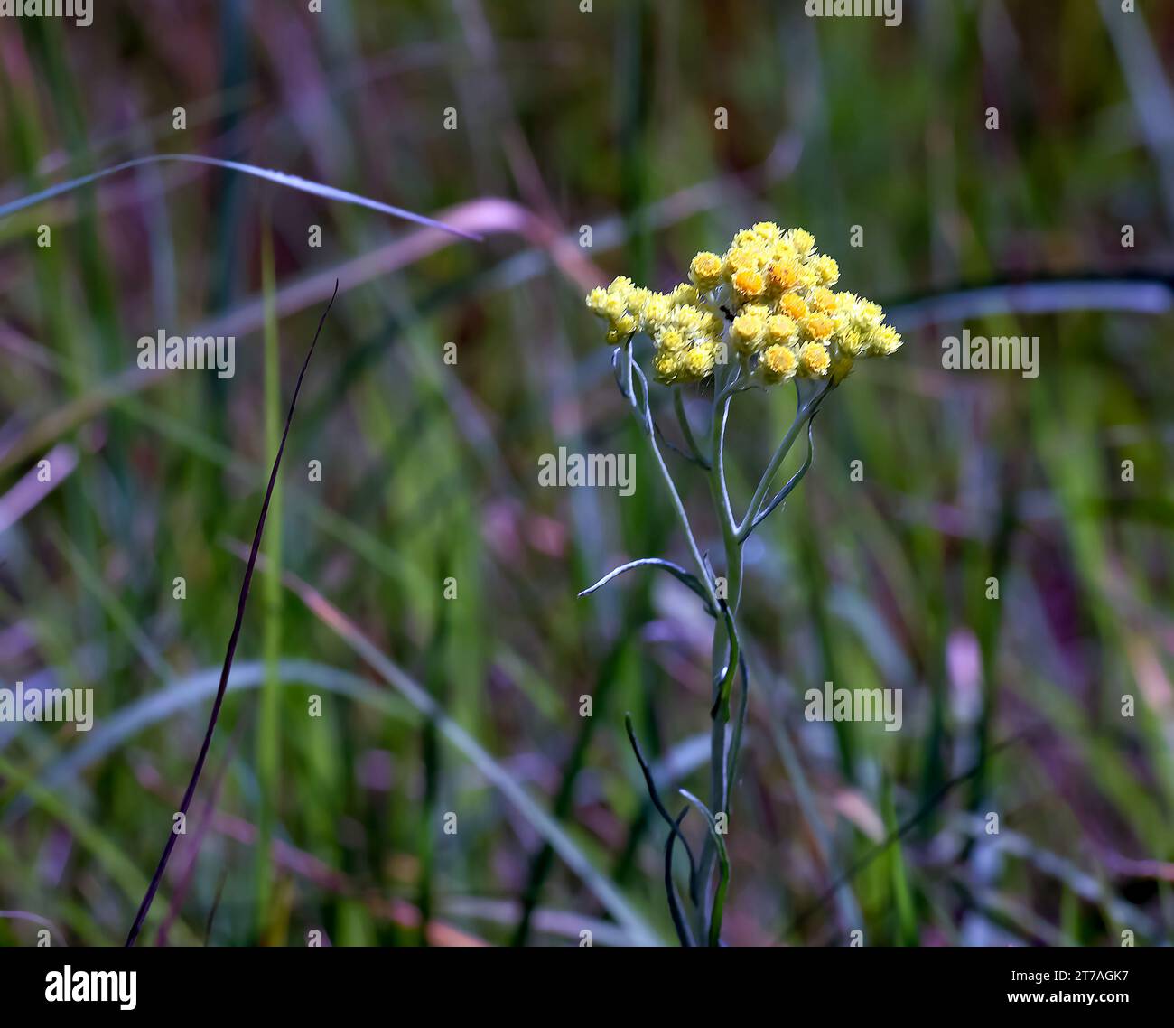 Yellow cumin. Helichrysum arenarium, dwarf everlast. Helichrysum ...
