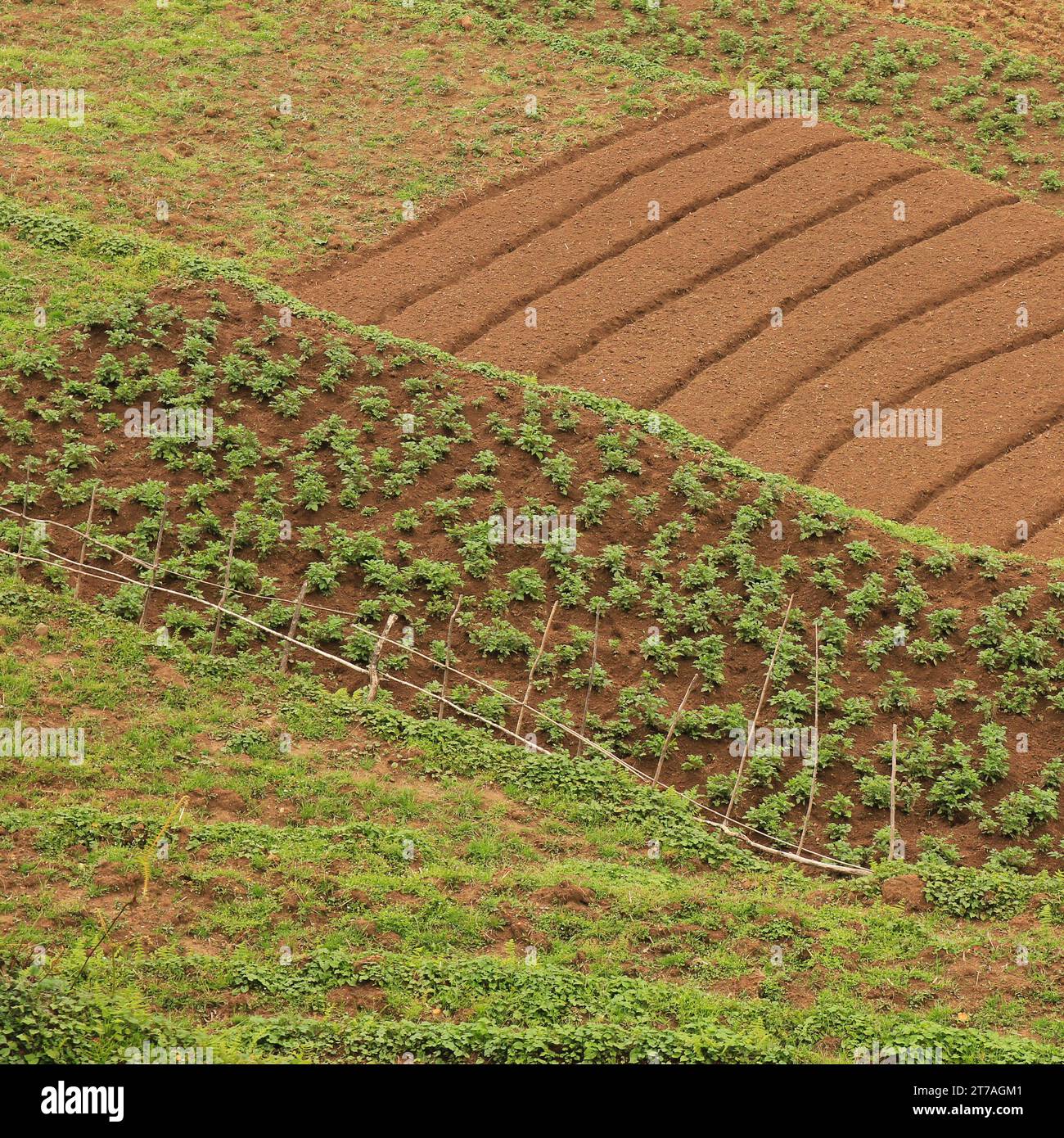 Small fields in Ghandruk, Nepal Stock Photo - Alamy