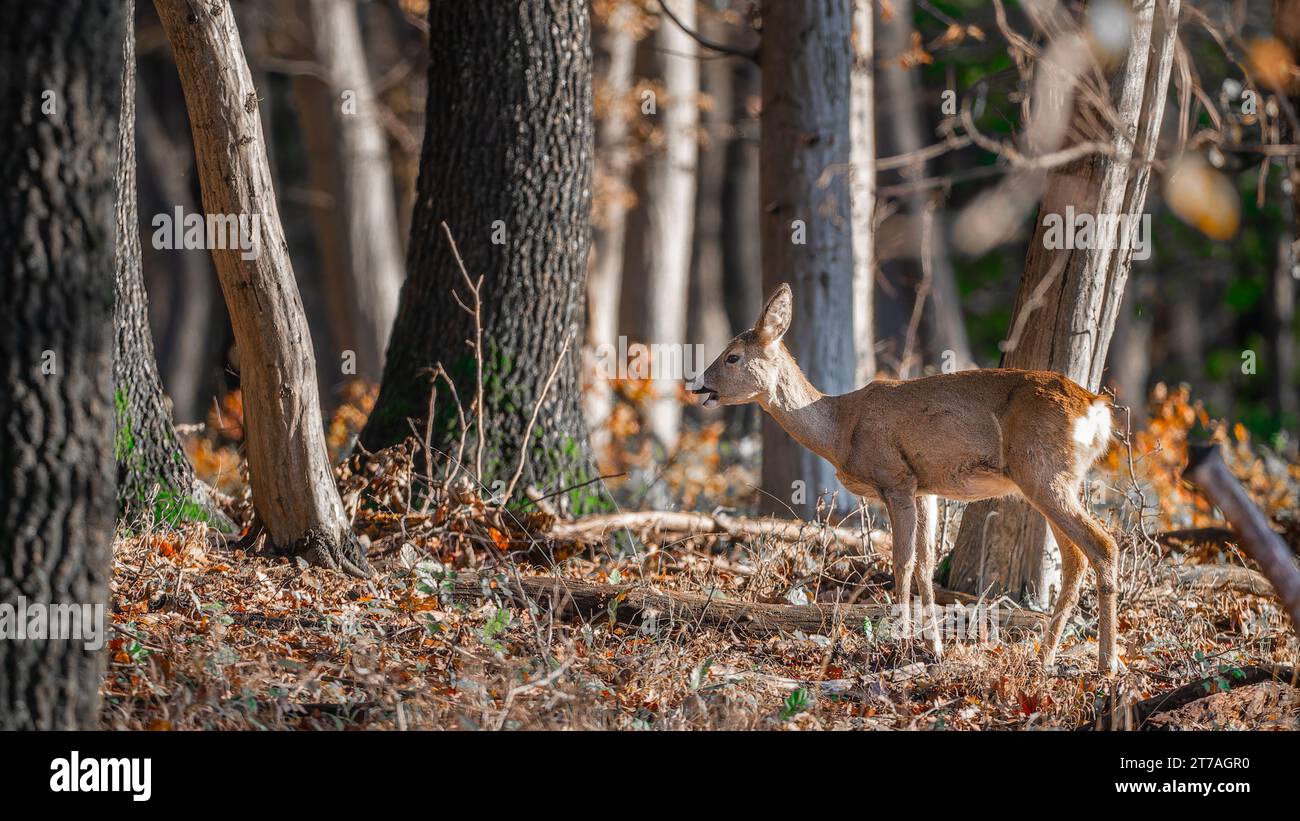 Deer in the woods hi-res stock photography and images - Alamy