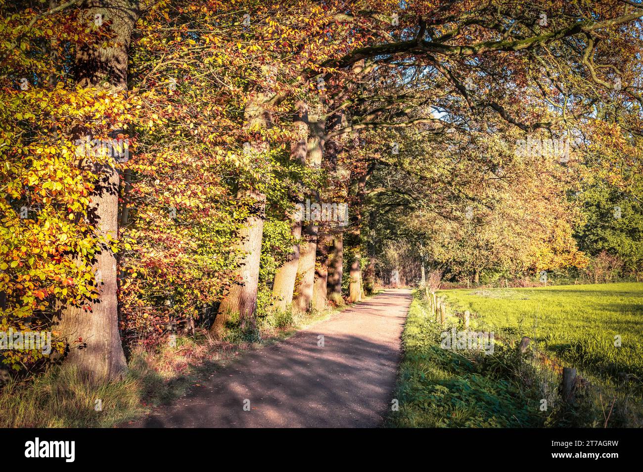 Old beech trees along hiking path in Belgian forest Stock Photo - Alamy