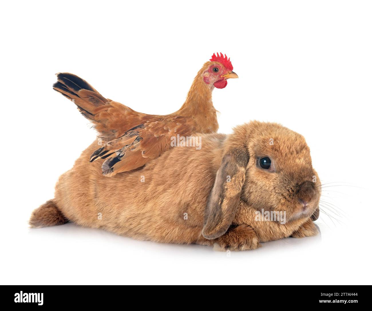 rabbit and chicken in front of white background Stock Photo - Alamy