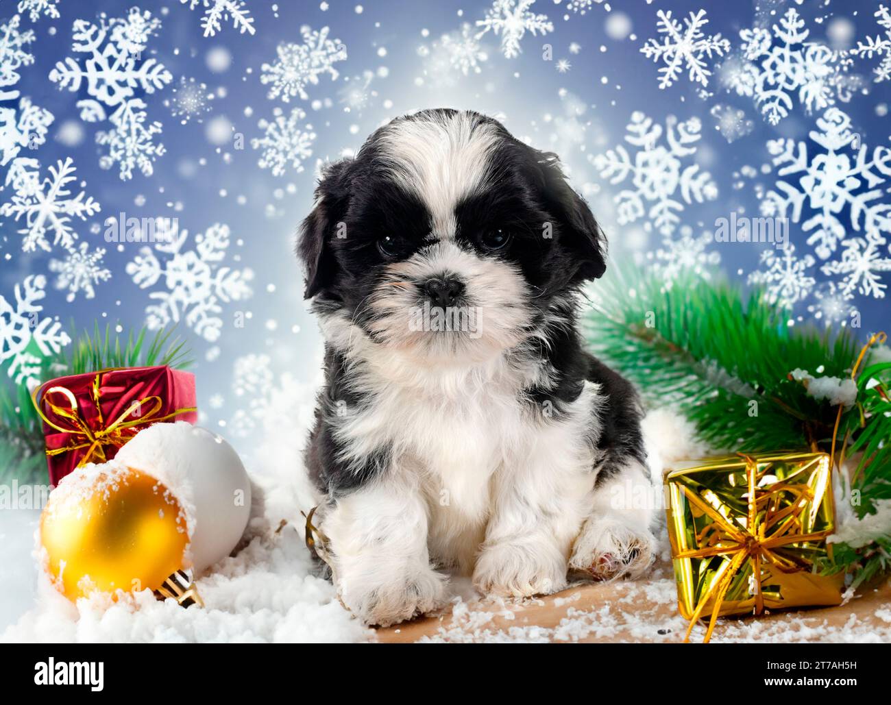 puppy shih tzu in front of christmas background Stock Photo - Alamy