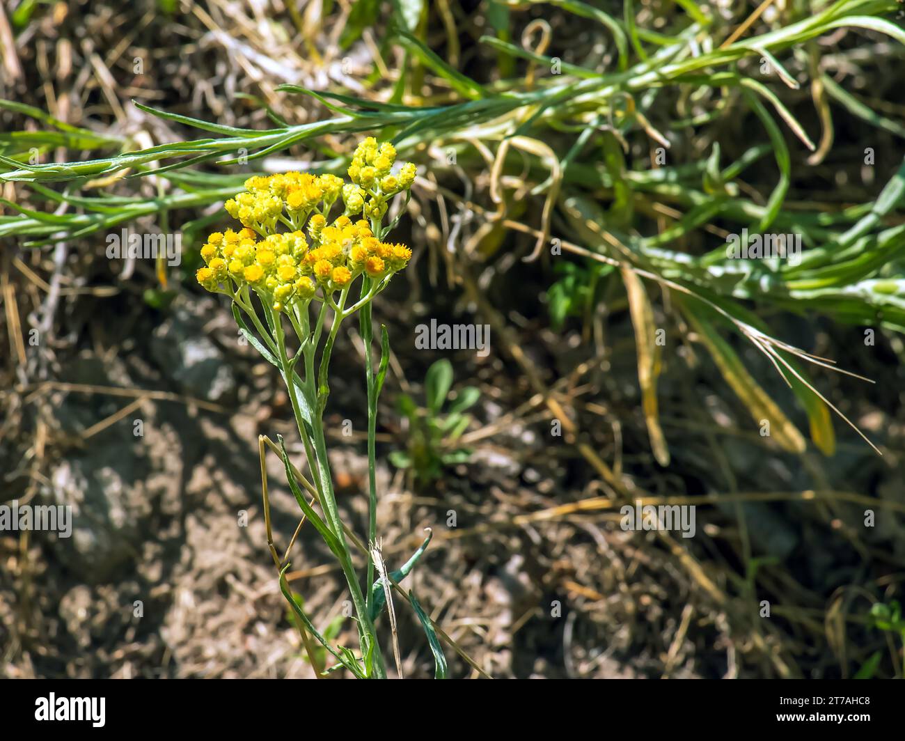 Yellow cumin. Helichrysum arenarium, dwarf everlast. Helichrysum ...