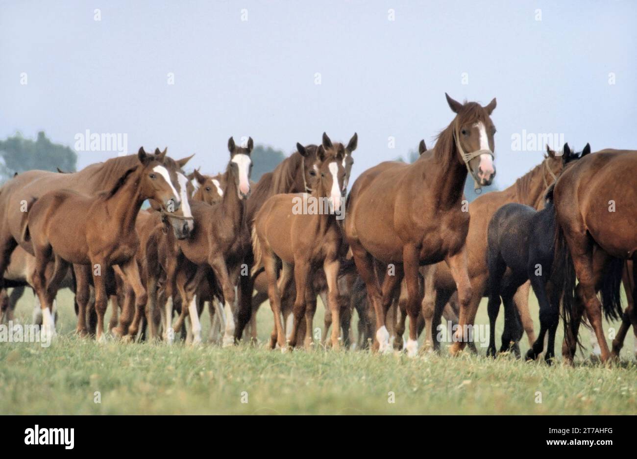 Galloping Herd in the Puszta. Bugac is the hungarian desert Stock Photo ...