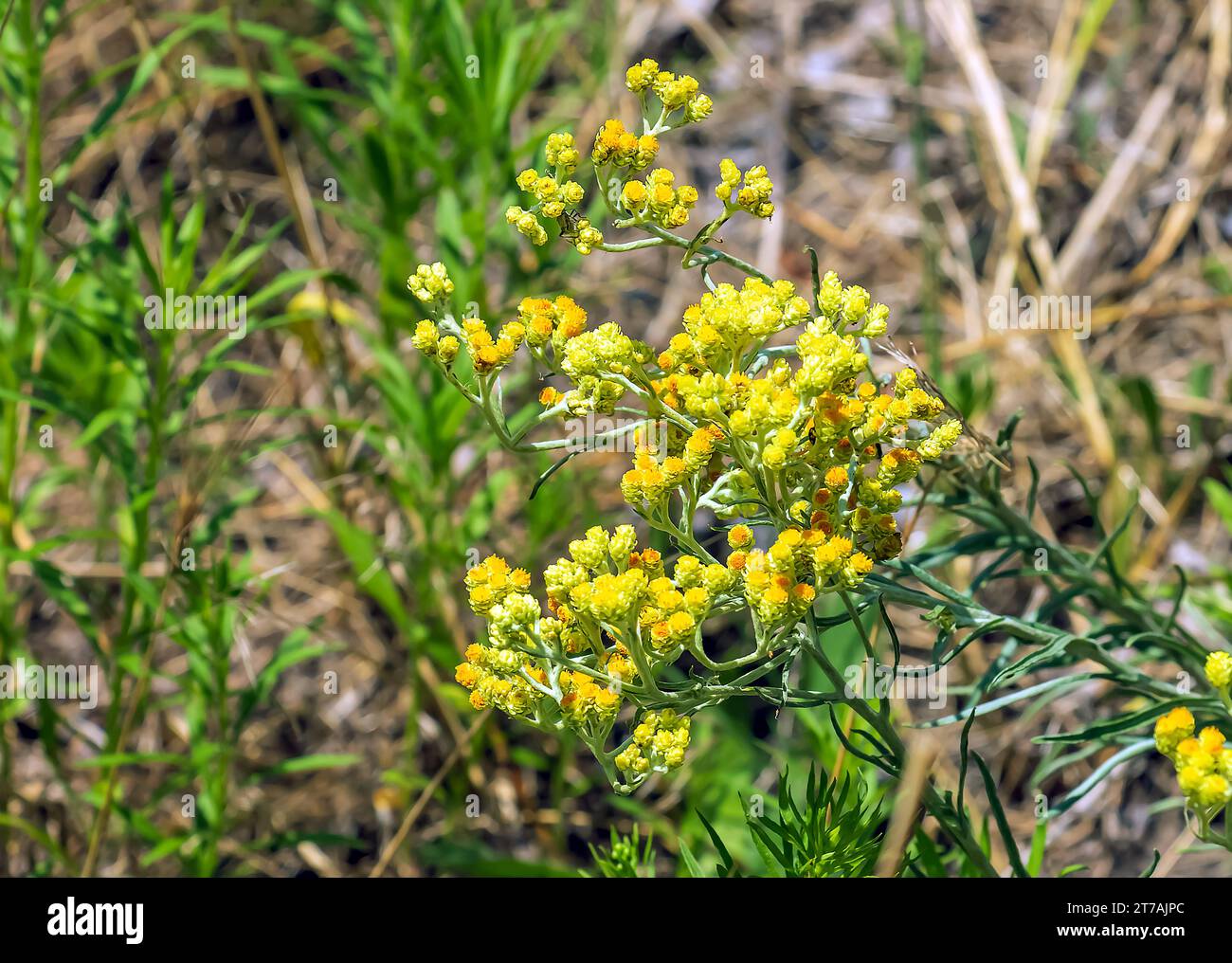 Yellow cumin. Helichrysum arenarium, dwarf everlast. Helichrysum ...
