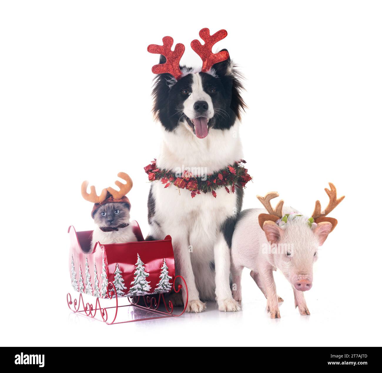 cat, pink miniature pig and dog in front of white background Stock ...